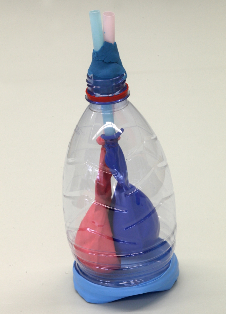 NaUnt: Fünfte Klasse erarbeitet am Modell den Ablauf der Atmung ...